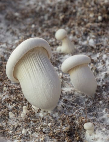 Abalone Mushrooms - Forager | Chef