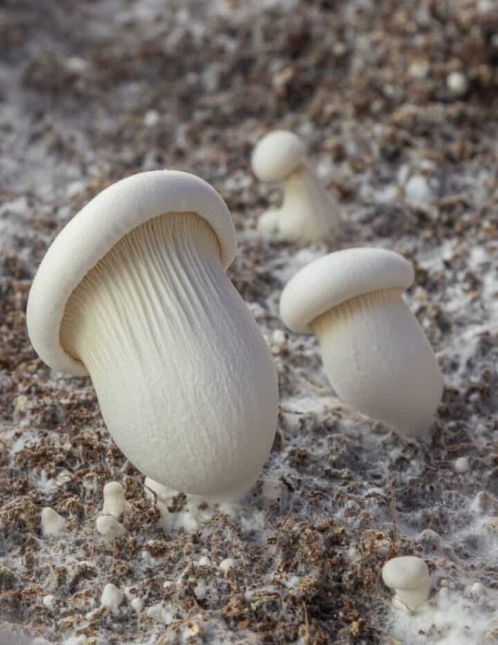 Abalone Mushrooms - Forager | Chef