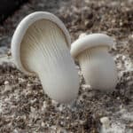 Abalone Mushrooms - Forager | Chef