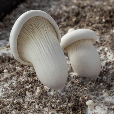 Abalone Mushrooms - Forager | Chef