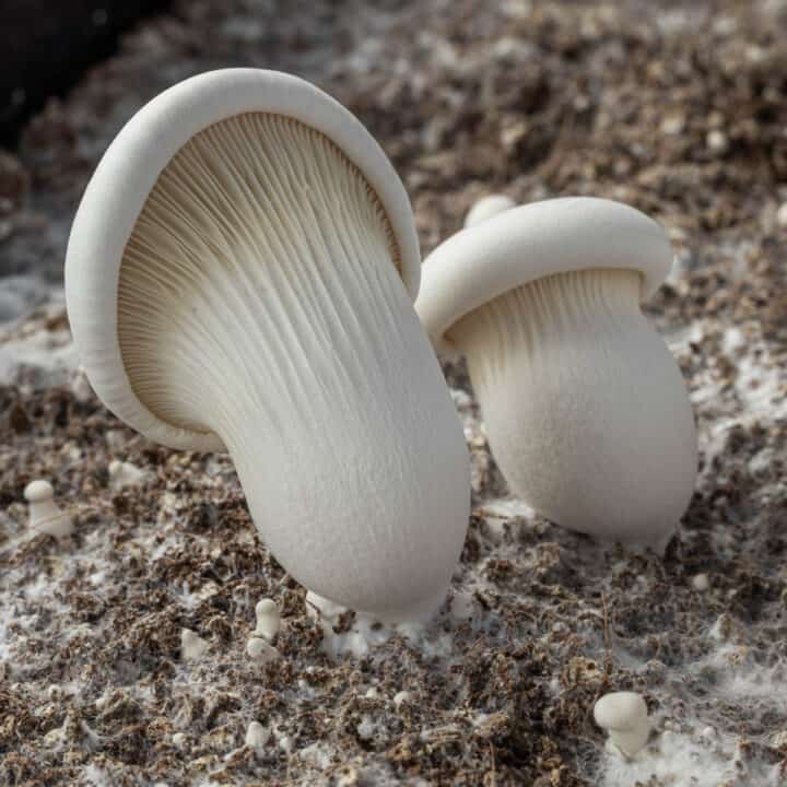 Abalone Mushrooms - Forager | Chef