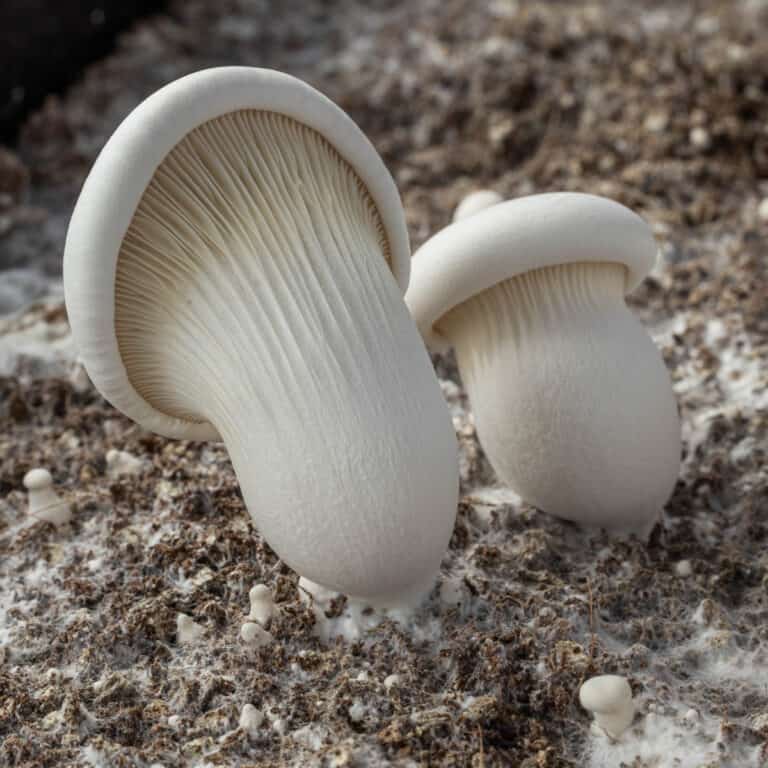 Abalone Mushrooms - Forager | Chef