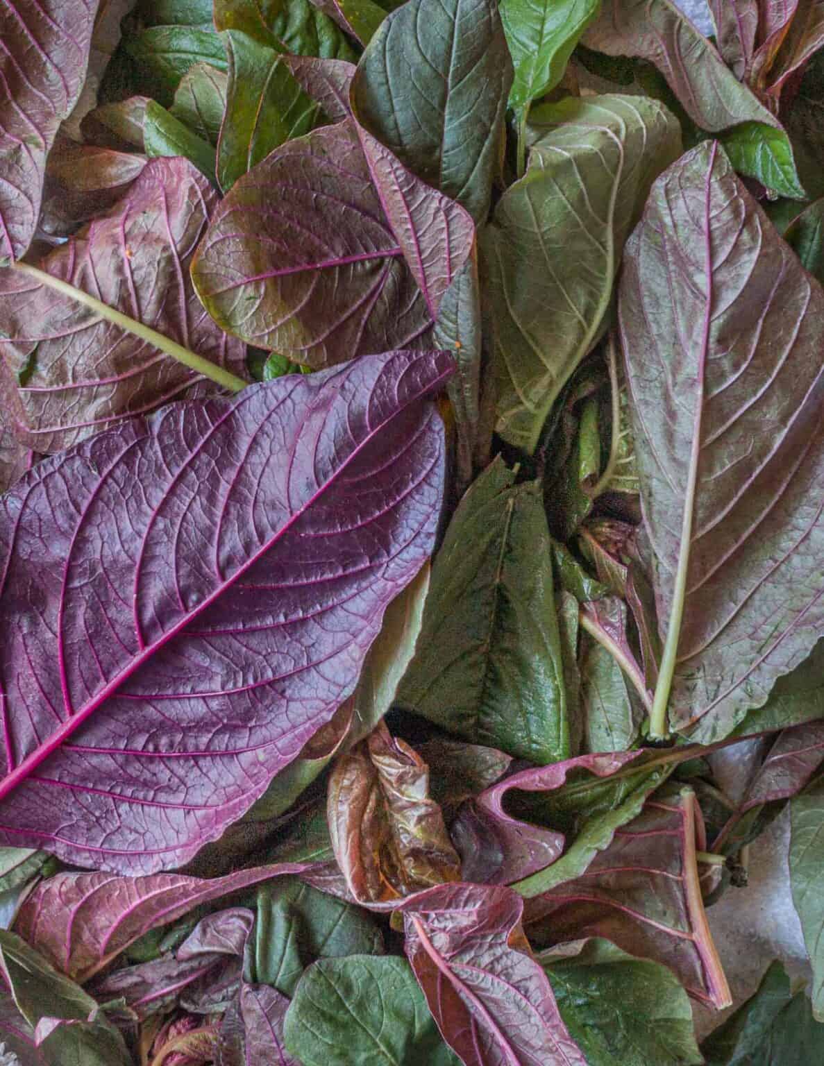 Lamb Saag - Forager | Chef