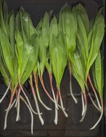 Grilled Ramps - Forager | Chef