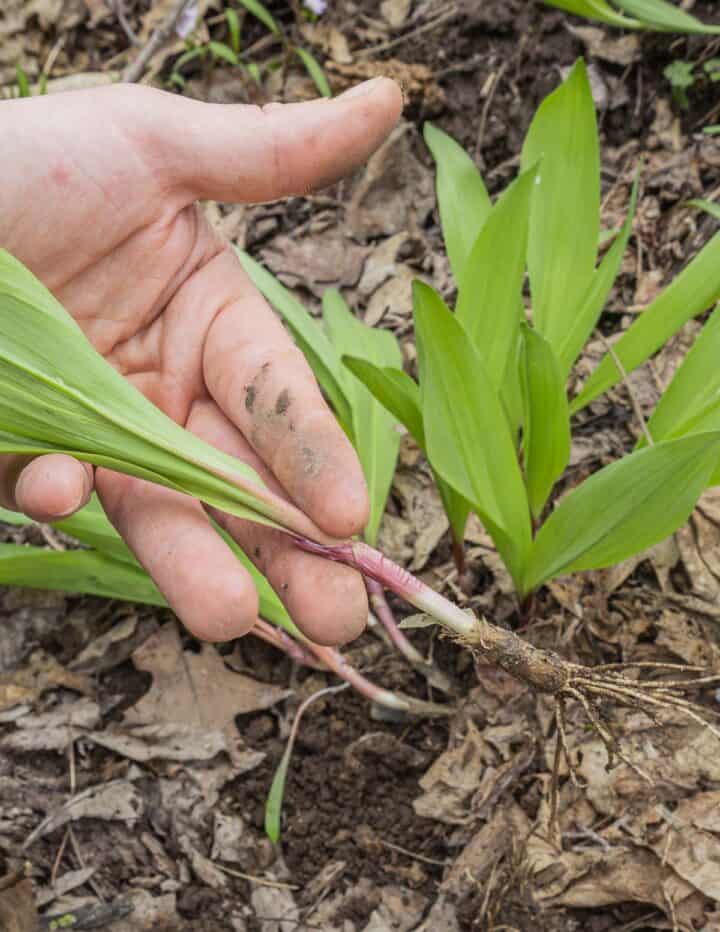 Grilled Ramps - Forager | Chef