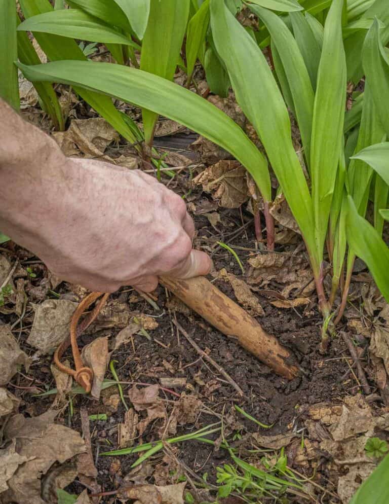Grilled Ramps - Forager | Chef