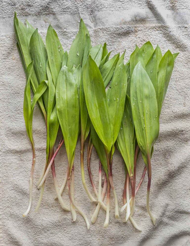 Grilled Ramps - Forager | Chef