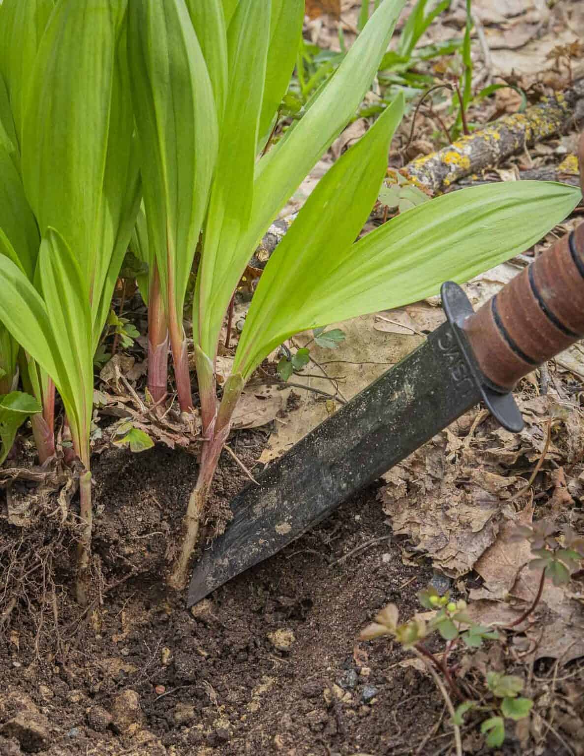 Grilled Ramps - Forager | Chef