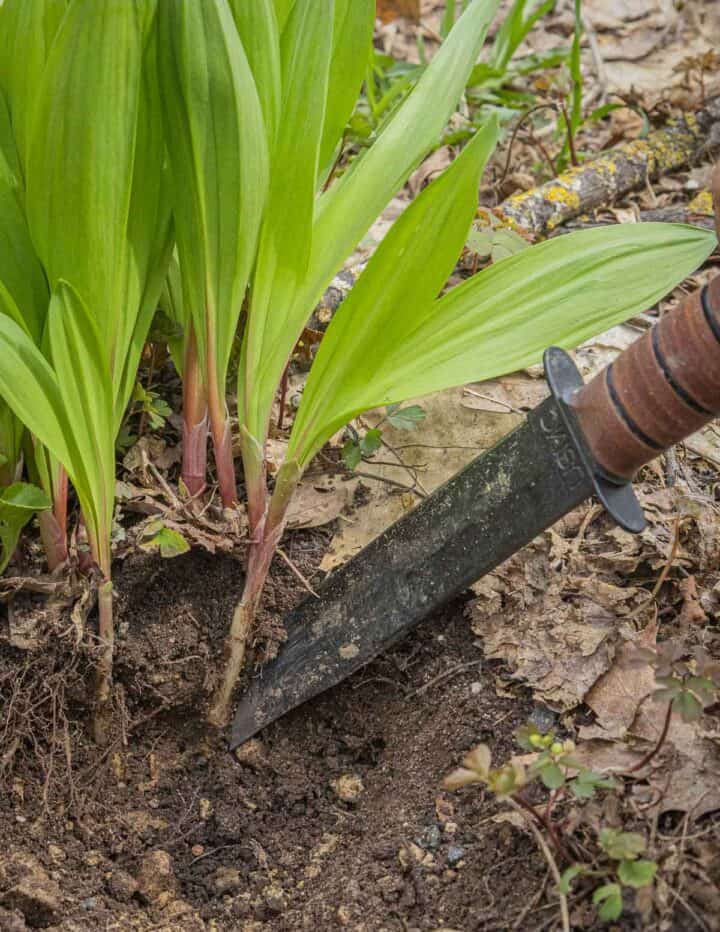 Grilled Ramps - Forager | Chef
