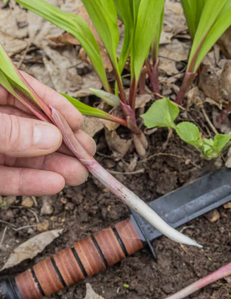 Grilled Ramps - Forager | Chef