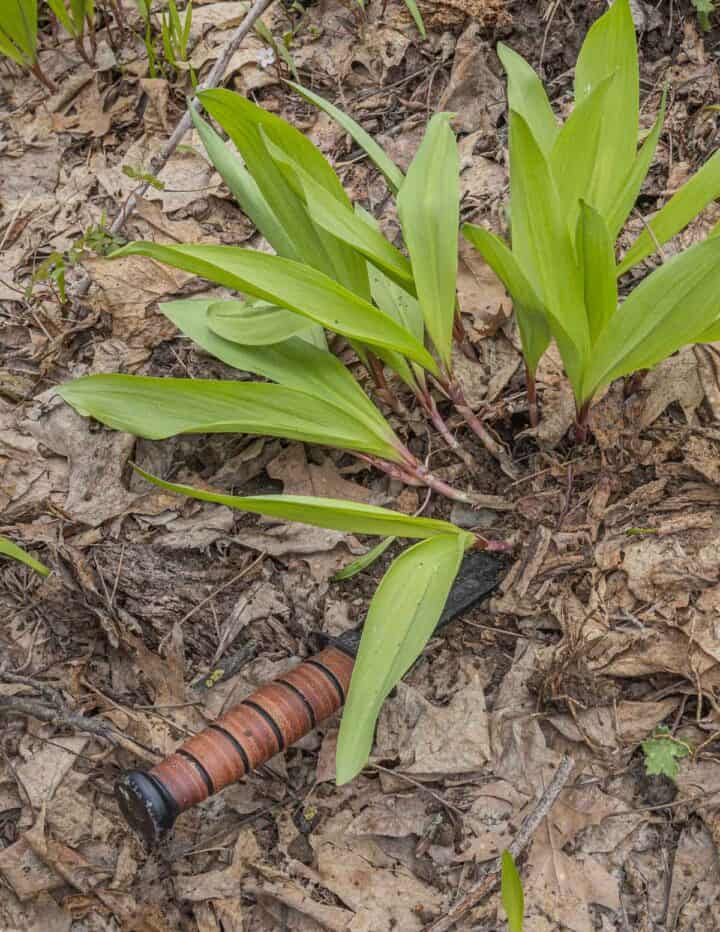 Grilled Ramps - Forager | Chef