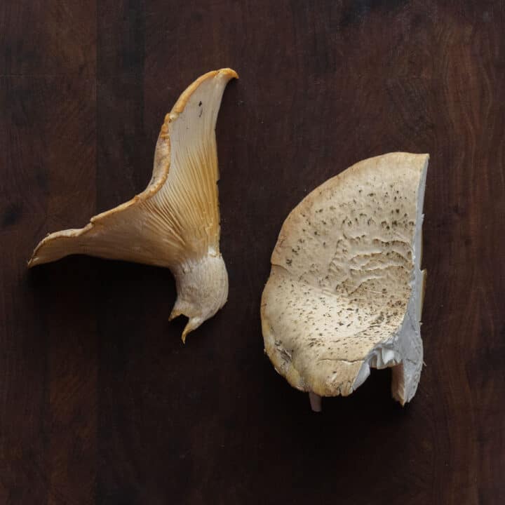 Common Mushrooms That Grow on Trees - Forager | Chef