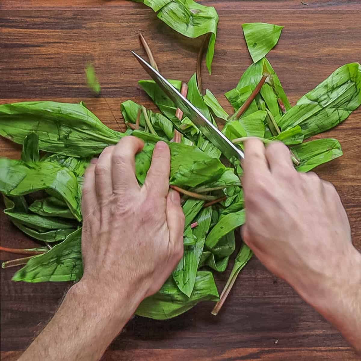 Ramp Leaf Infused Soy Sauce (Fermented) - Forager | Chef