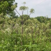 Candied Angelica Stems (Recipe) - Forager | Chef