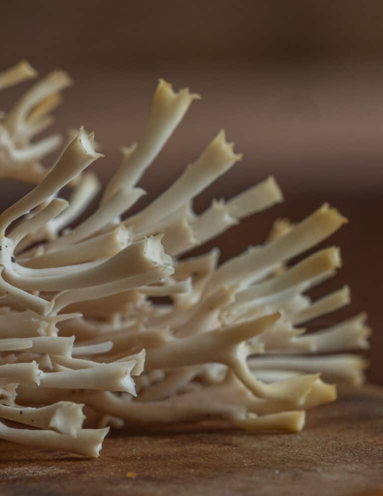 Crown Tipped Coral Mushrooms, Artomyces pyxidatus