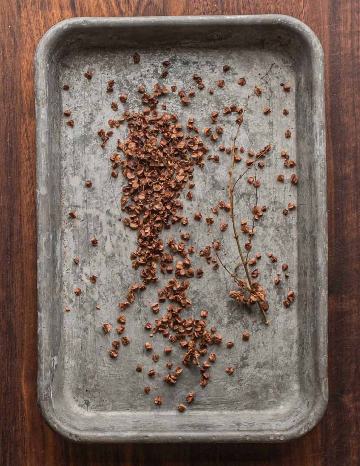 How to Cook with Dock Seed Flour - Forager | Chef