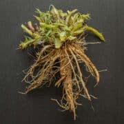 Foraging and Cooking Edible Thistles - Forager | Chef