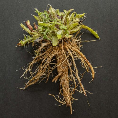 Foraging and Cooking Edible Thistles - Forager | Chef