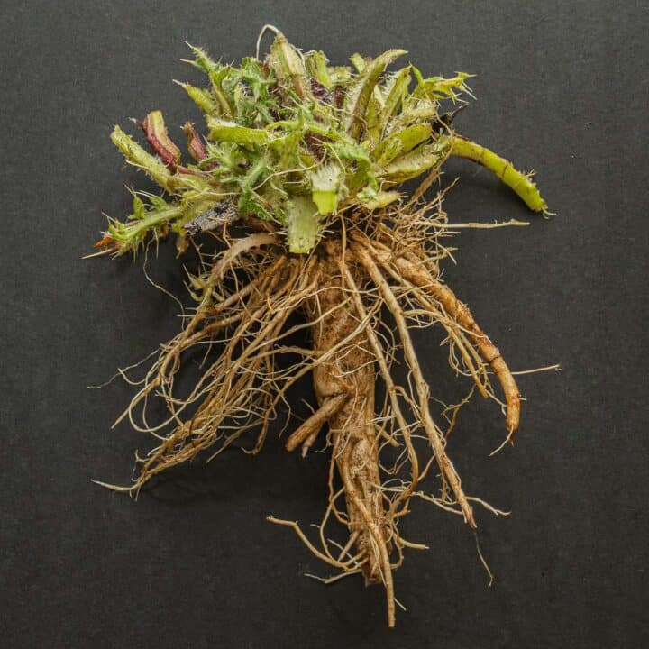 Foraging and Cooking Edible Thistles - Forager | Chef