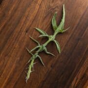 Foraging and Cooking Edible Thistles - Forager | Chef