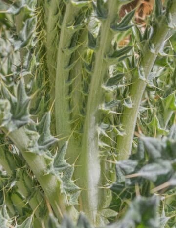 Foraging and Cooking Edible Thistles - Forager | Chef