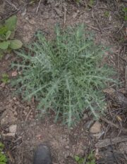 Foraging and Cooking Edible Thistles - Forager | Chef