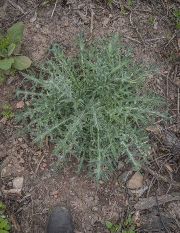 Foraging and Cooking Edible Thistles - Forager | Chef