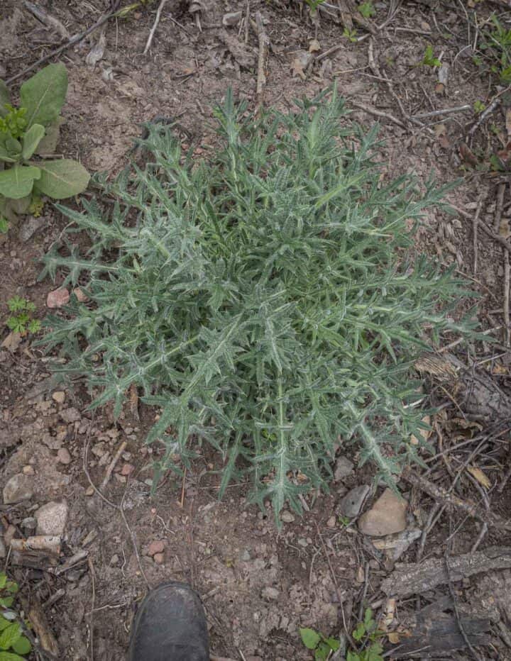 Foraging and Cooking Edible Thistles - Forager | Chef