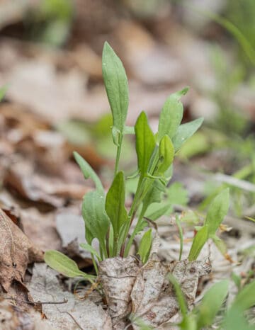Foraging and Cooking with Sheep Sorrel (Sour Grass)
