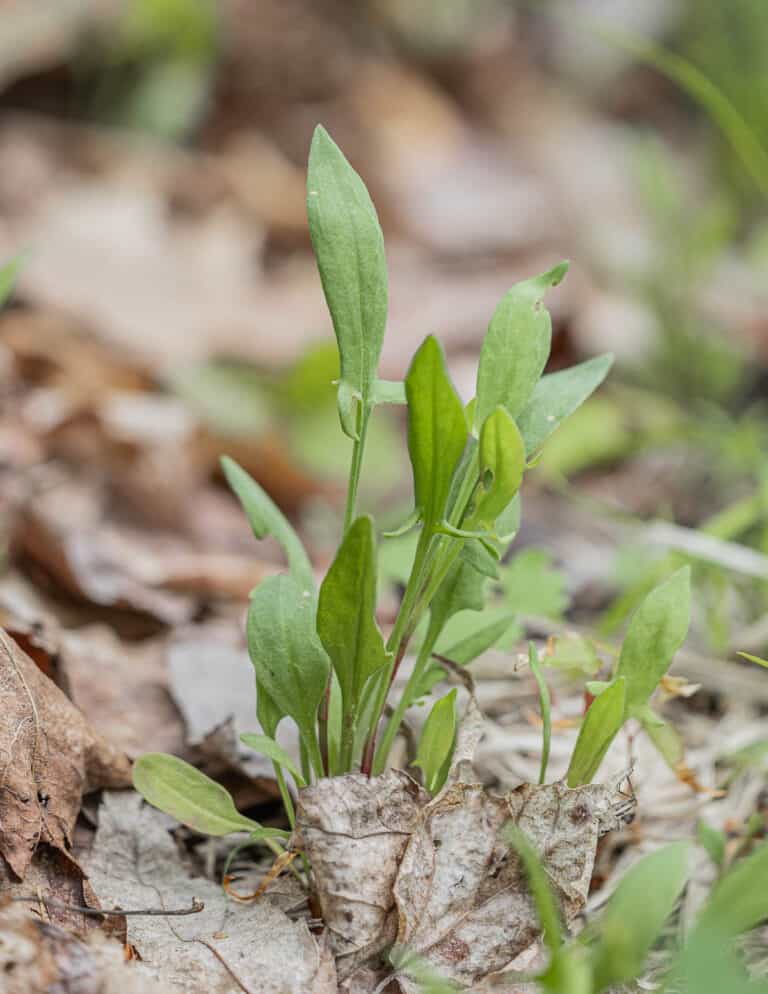 Foraging and Cooking with Sheep Sorrel (Sour Grass)