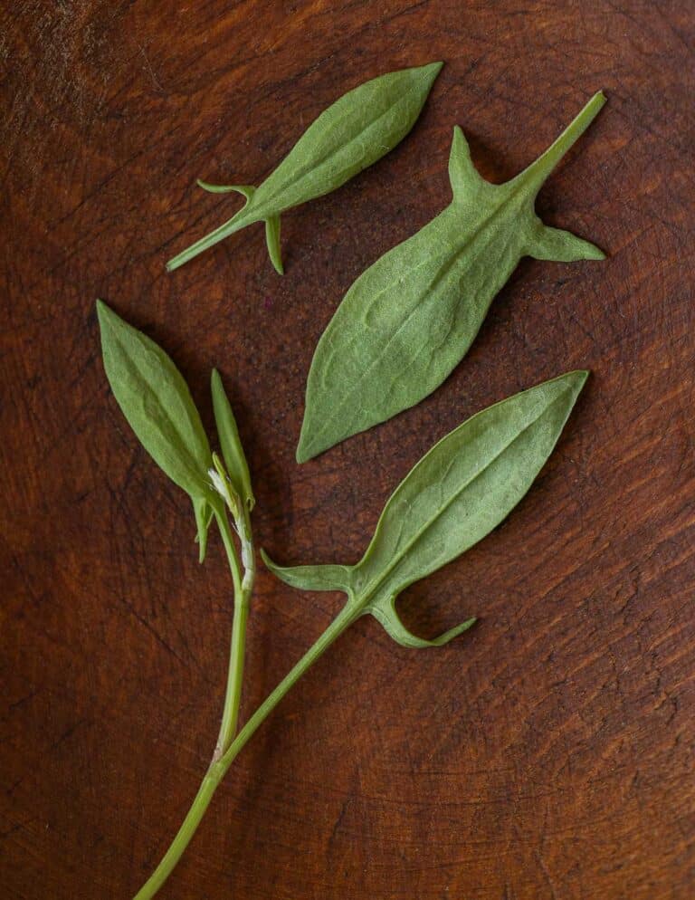 Sheep Sorrel