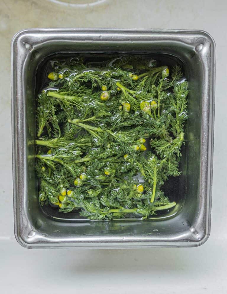 Pineapple Weed (Wild Chamomile) - Forager | Chef