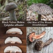 Black Velvet Boletes (Tylopilus alboater) (Tylopilus alboater ...