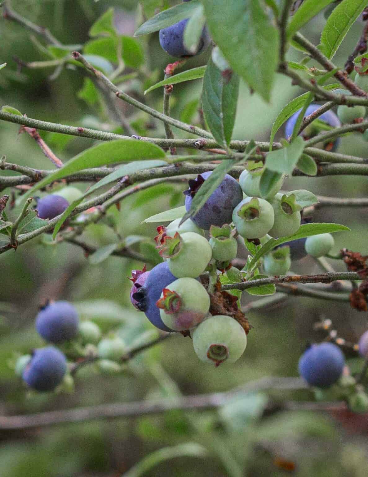 Wild Blueberries - Forager | Chef