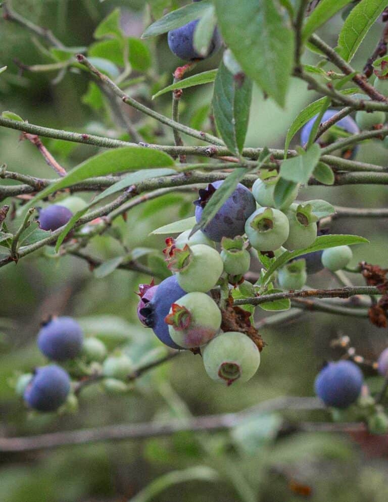 Wild Blueberries - Forager | Chef