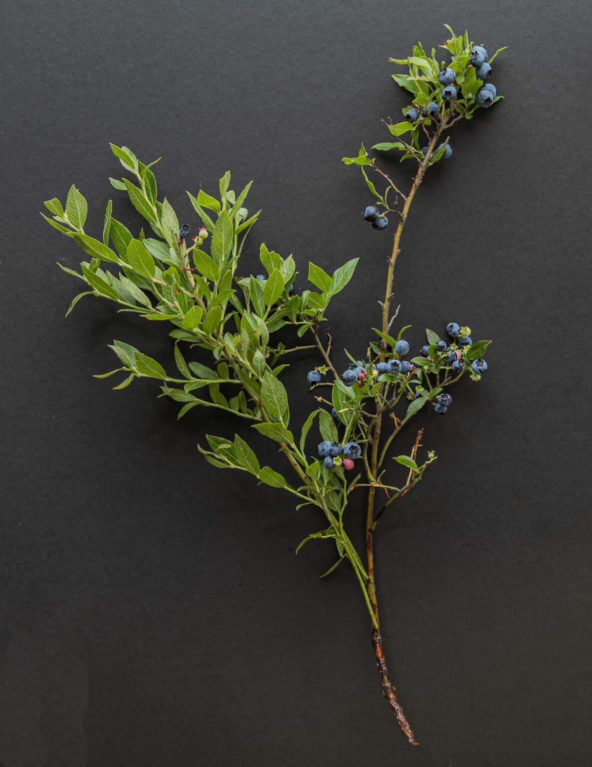 Wild Blueberries - Forager | Chef