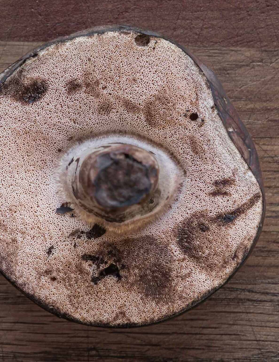 Black Velvet Boletes (Tylopilus alboater) (Tylopilus alboater ...