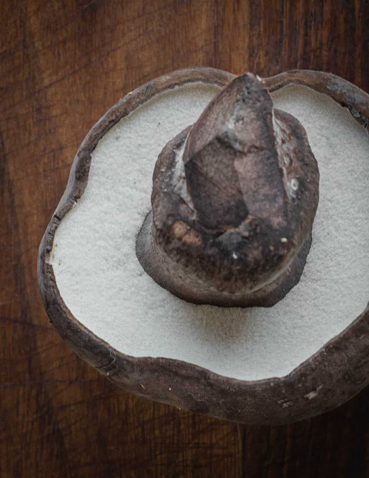 Black Velvet Boletes (Tylopilus alboater) (Tylopilus alboater ...