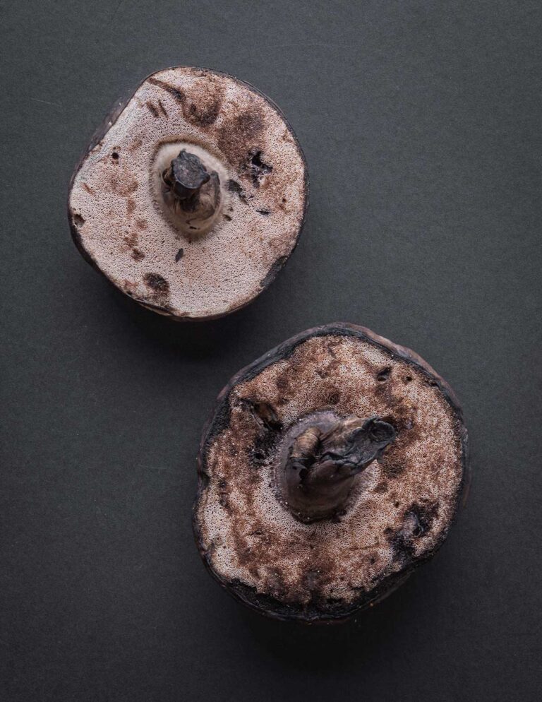 Black Velvet Boletes (Tylopilus alboater) (Tylopilus alboater ...