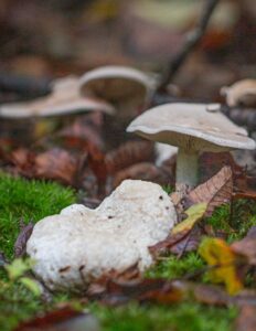 Shrimp of the Woods Mushrooms: Aborted Entolomas