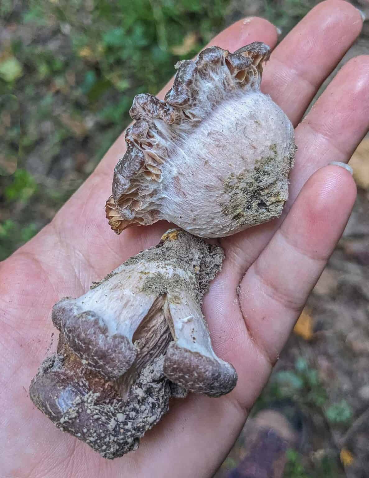 Shrimp of the Woods Mushrooms: Aborted Entolomas