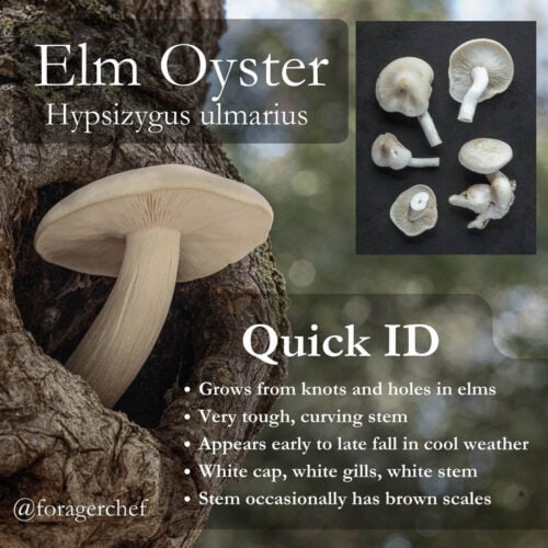 Foraging Elm Oyster Mushrooms (Hypsizygus ulmarius) - Forager | Chef