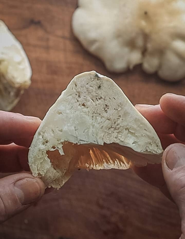 Foraging Elm Oyster Mushrooms (Hypsizygus ulmarius) - Forager | Chef