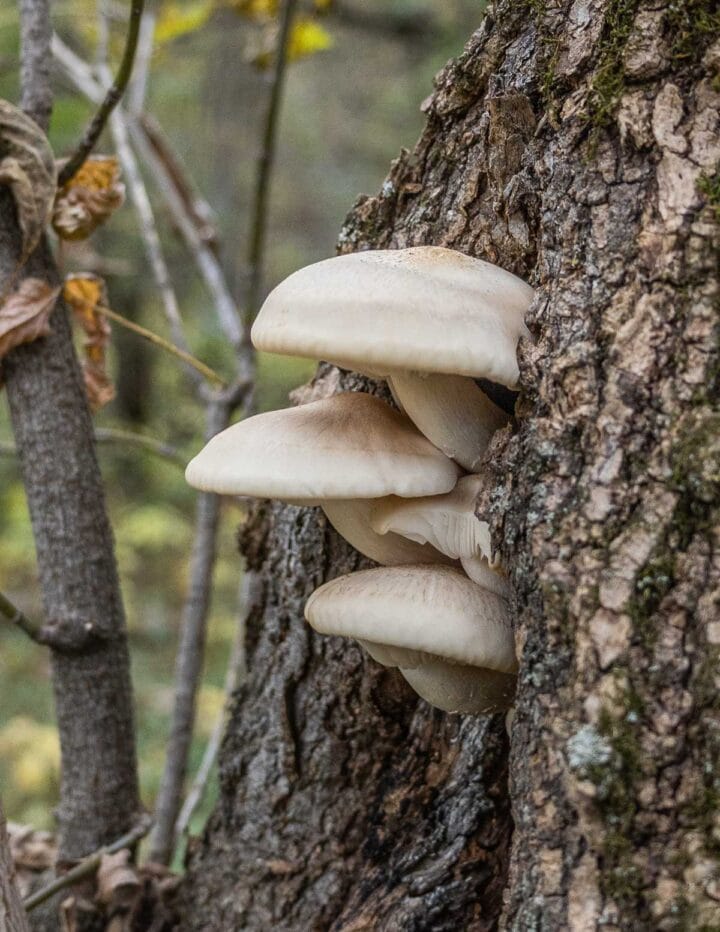 Foraging Elm Oyster Mushrooms (Hypsizygus ulmarius) - Forager | Chef