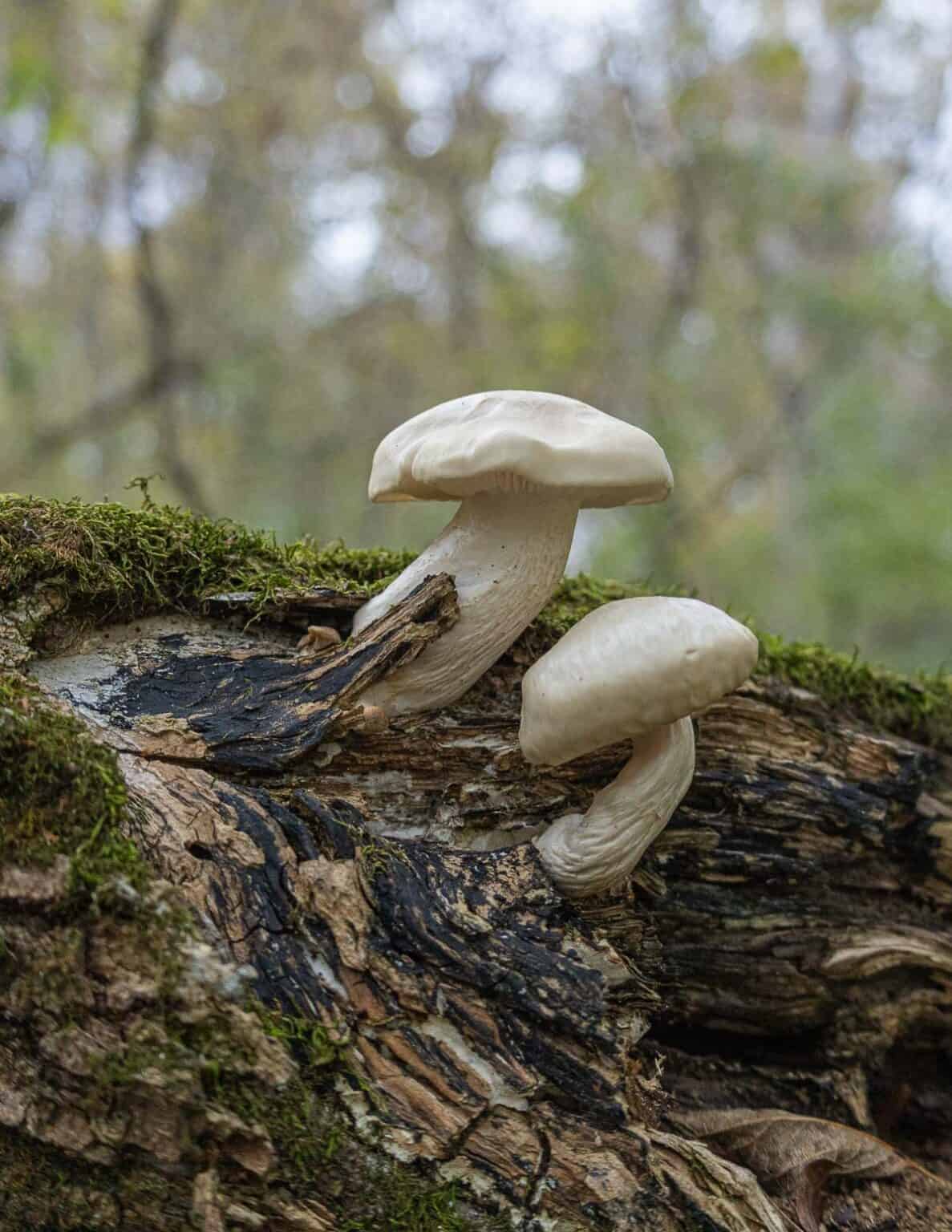 Foraging Elm Oyster Mushrooms (Hypsizygus ulmarius) - Forager | Chef