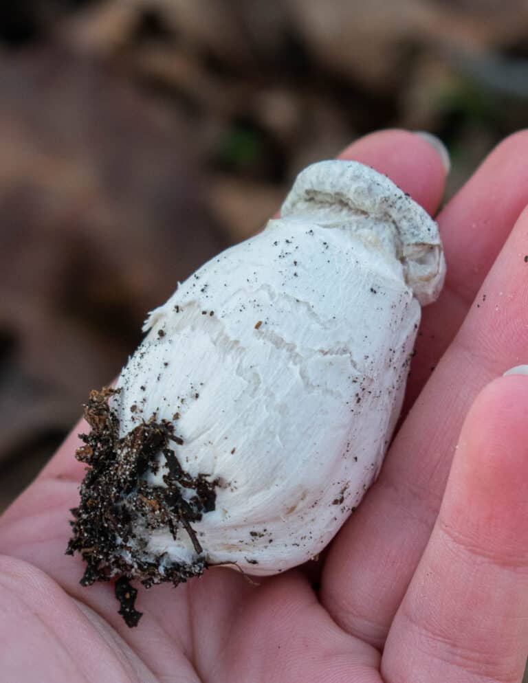 Shrimp of the Woods Mushrooms: Aborted Entolomas