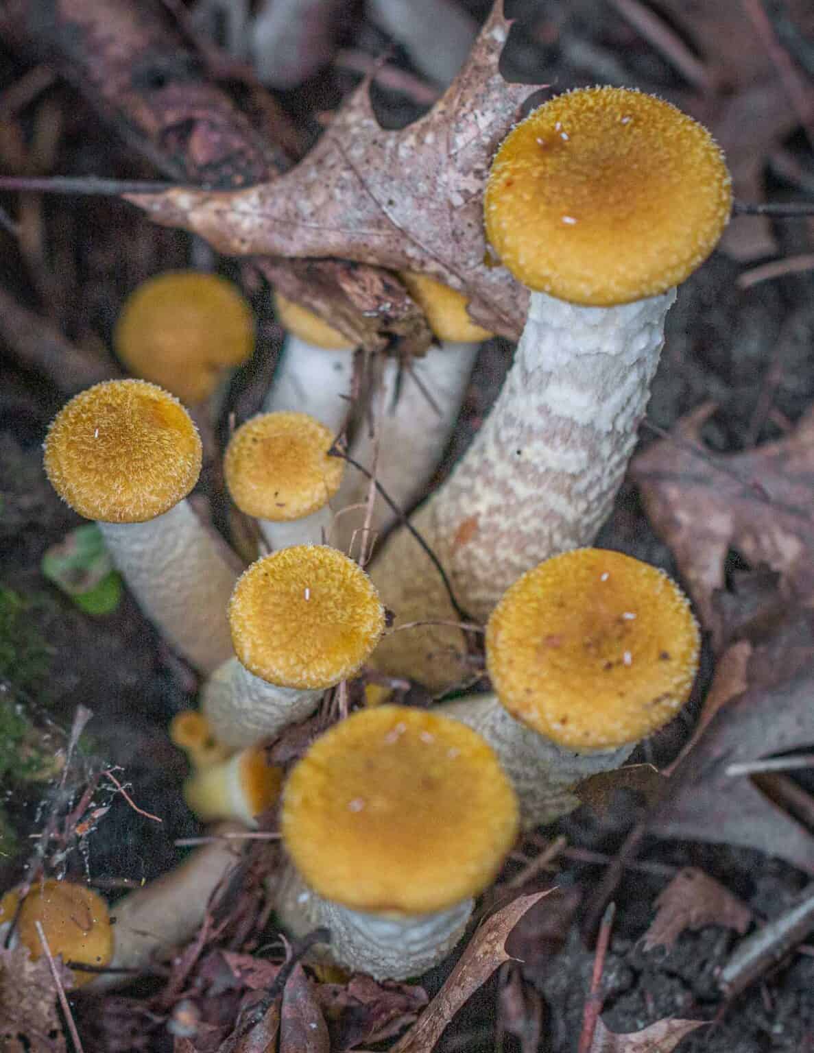 Shrimp of the Woods Mushrooms: Aborted Entolomas