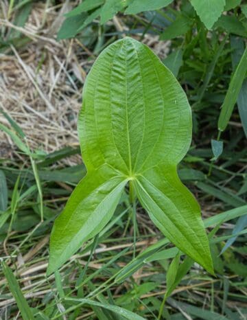 Foraging and Cooking Wapato, The Katniss Plant