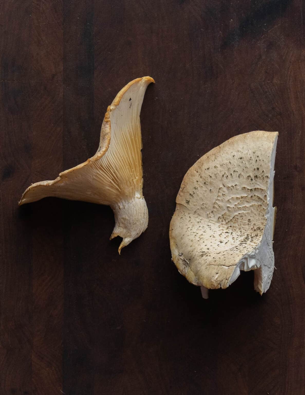 Foraging Elm Oyster Mushrooms (Hypsizygus ulmarius) - Forager | Chef