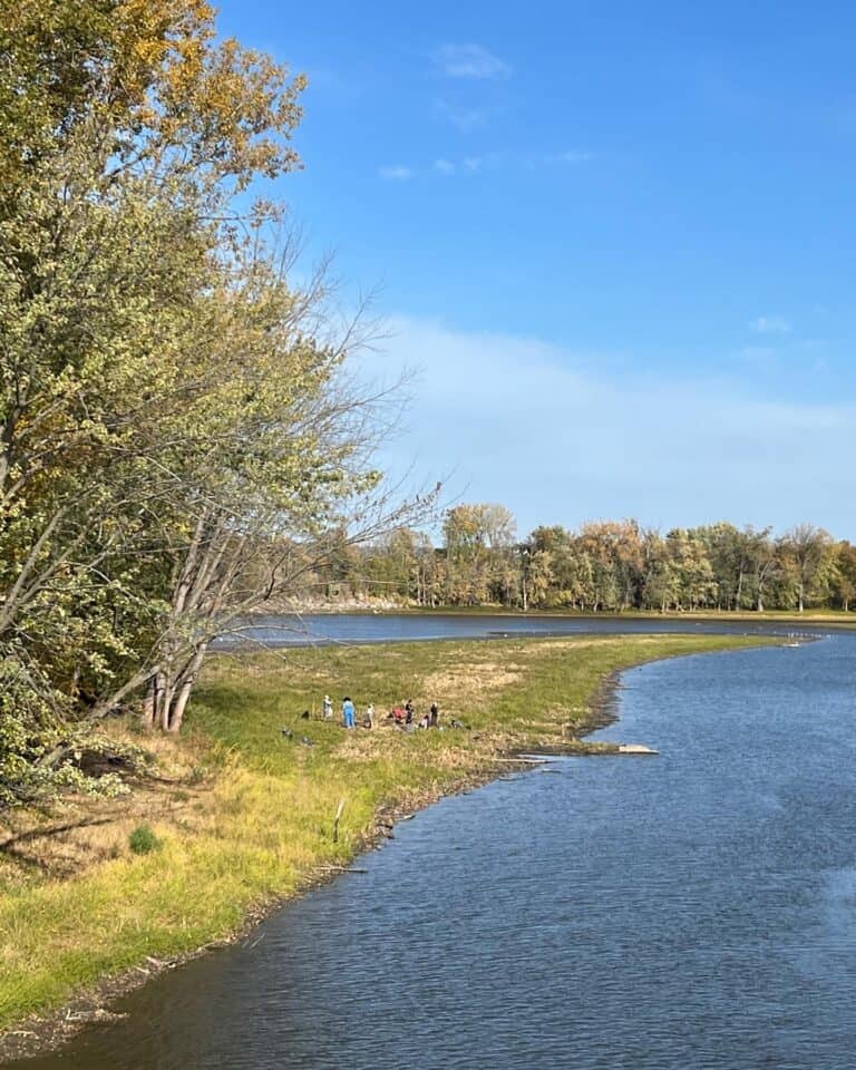 Foraging and Cooking Wapato, The Katniss Plant